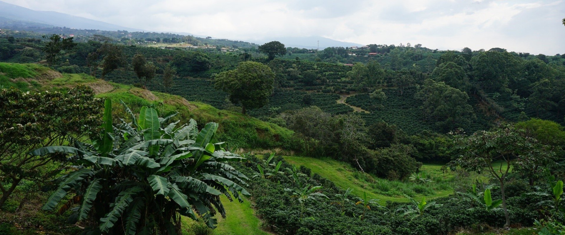 Pesticide Use in Conventional Coffee Farming: A Comprehensive Look